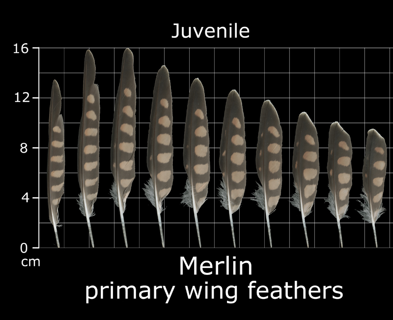 The Feather Atlas - Feather Identification and Scans - U.S. Fish and ...