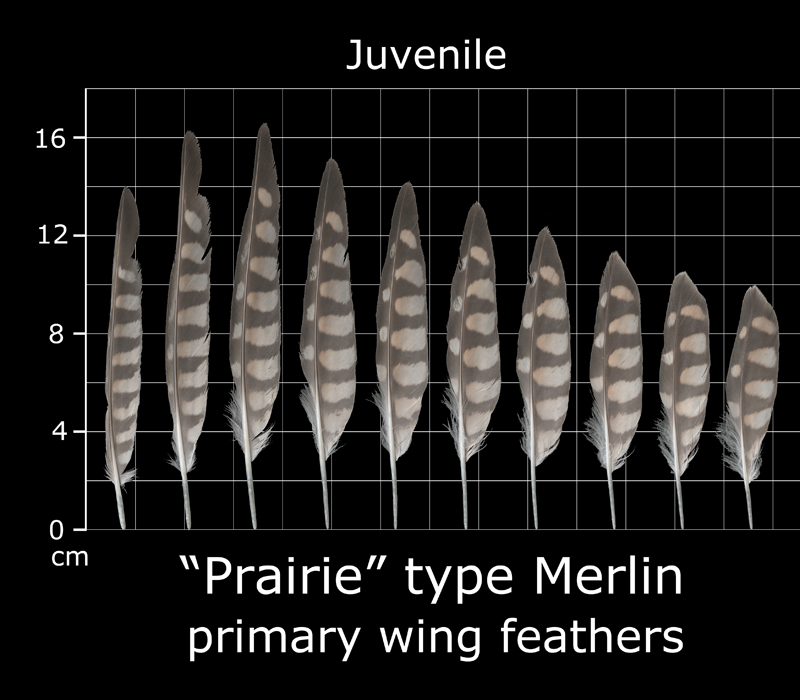 The Feather Atlas - Feather Identification and Scans - U.S. Fish and ...