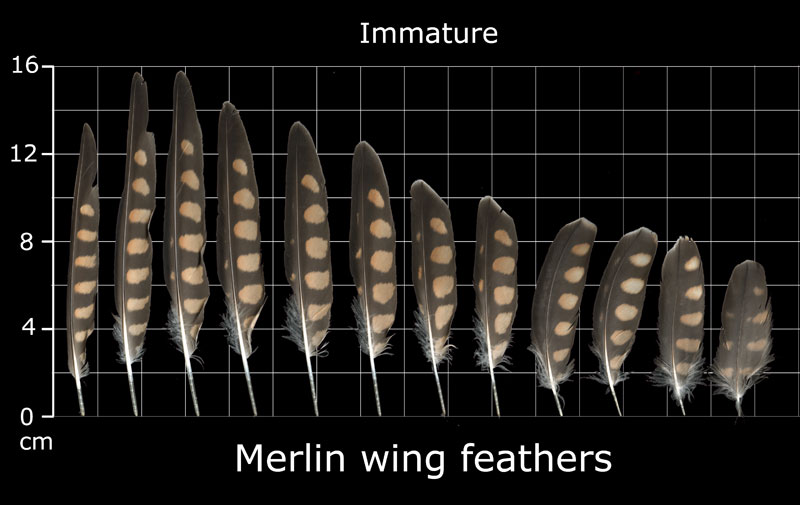 The Feather Atlas - Feather Identification and Scans - U.S. Fish and ...