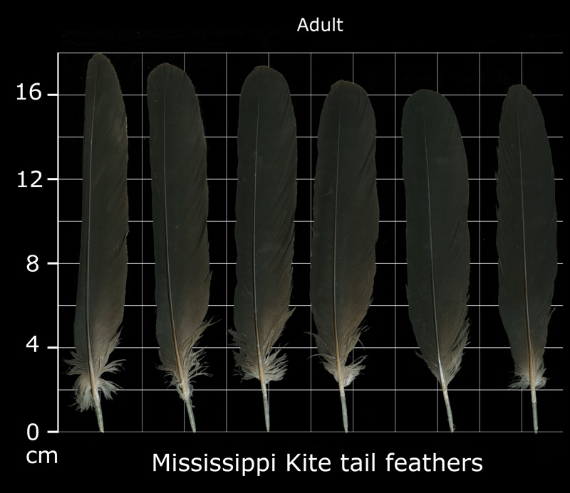 The Feather Atlas - Feather Identification and Scans - U.S. Fish and ...