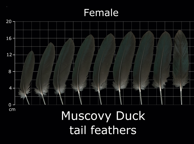 The Feather Atlas - Feather Identification and Scans - U.S. Fish and ...