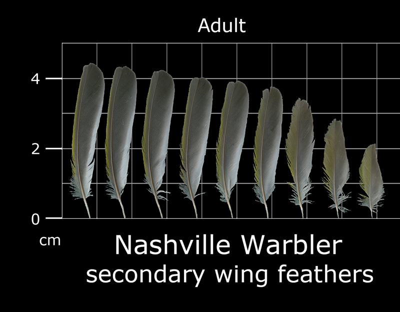 The Feather Atlas - Feather Identification and Scans - U.S. Fish and ...