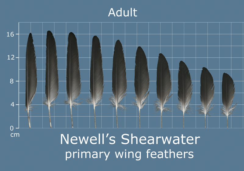 The Feather Atlas - Feather Identification and Scans - U.S. Fish and ...