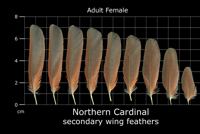 The Feather Atlas - Feather Identification and Scans - U.S. Fish and ...