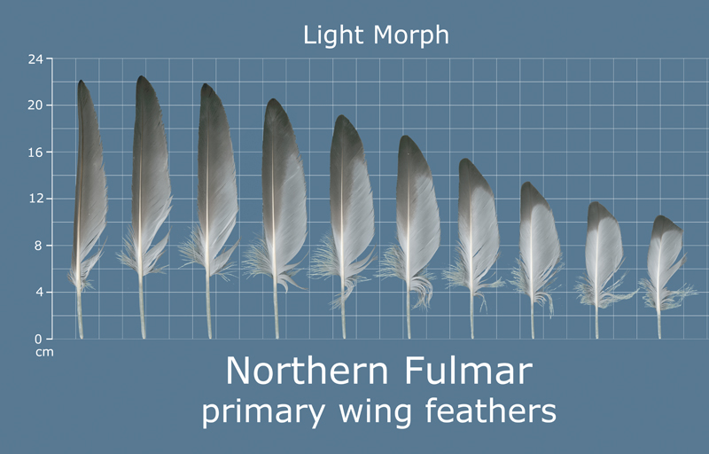 The Feather Atlas - Feather Identification and Scans - U.S. Fish and ...