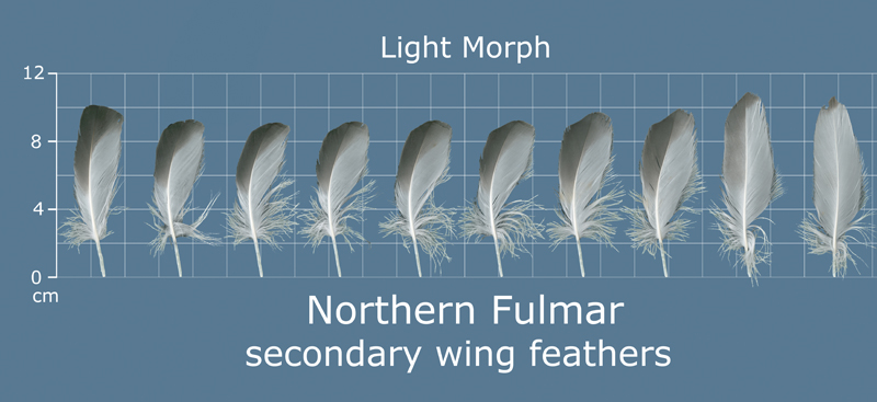 The Feather Atlas - Feather Identification and Scans - U.S. Fish and ...