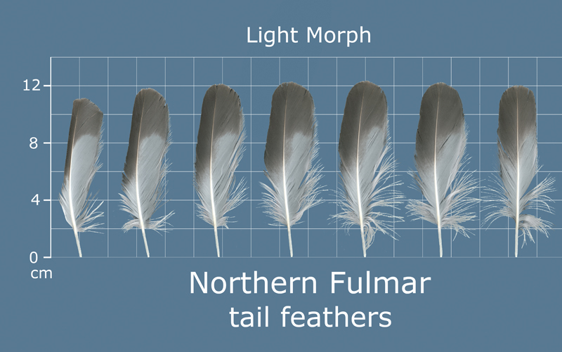 The Feather Atlas - Feather Identification and Scans - U.S. Fish and ...