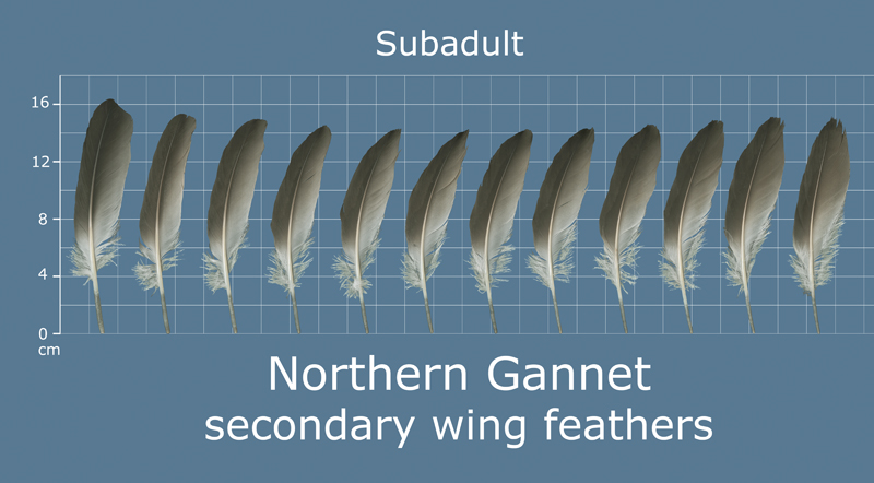 The Feather Atlas - Feather Identification and Scans - U.S. Fish and ...