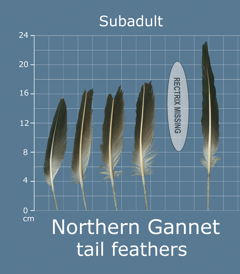 The Feather Atlas - Feather Identification and Scans - U.S. Fish and ...