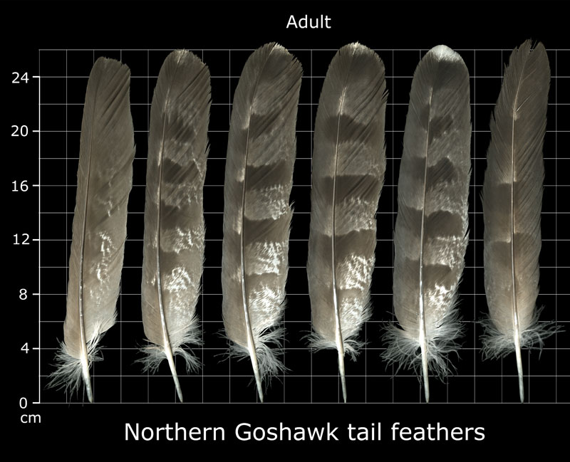 The Feather Atlas - Feather Identification and Scans - U.S. Fish and ...