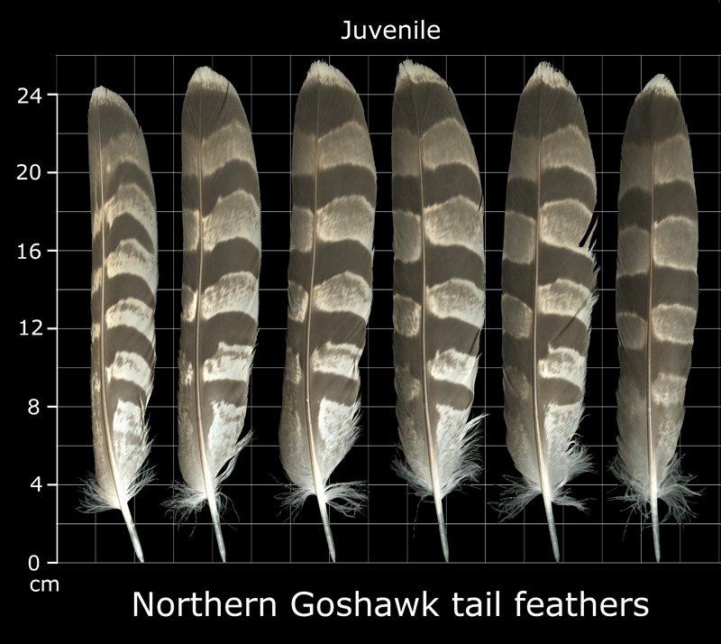 The Feather Atlas - Feather Identification and Scans - U.S. Fish and ...