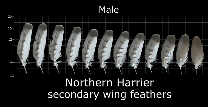 The Feather Atlas - Feather Identification and Scans - U.S. Fish and ...