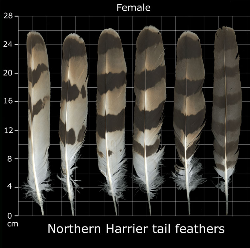 The Feather Atlas - Feather Identification and Scans - U.S. Fish and ...