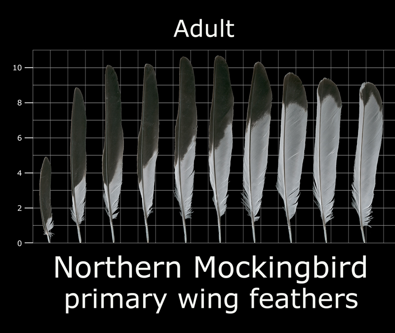 The Feather Atlas - Feather Identification and Scans - U.S. Fish and ...