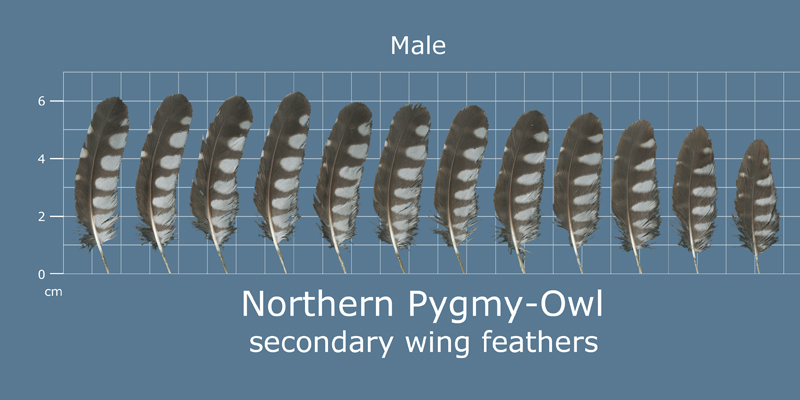 The Feather Atlas - Feather Identification and Scans - U.S. Fish and ...