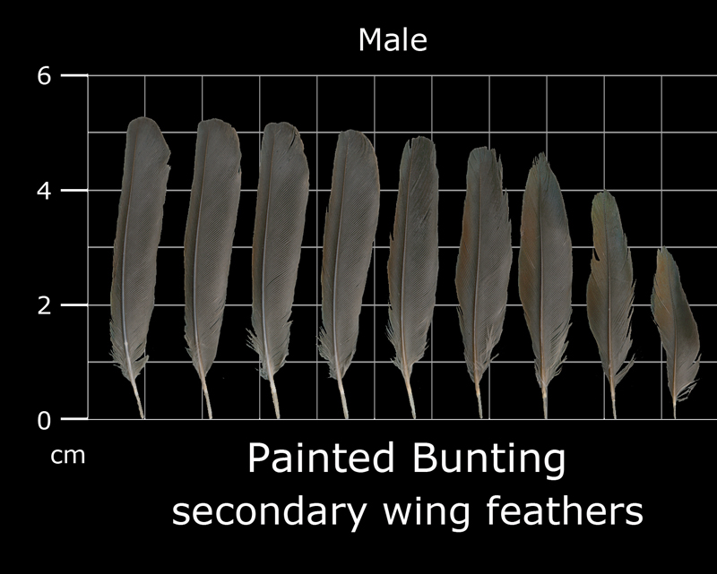 The Feather Atlas - Feather Identification and Scans - U.S. Fish and ...