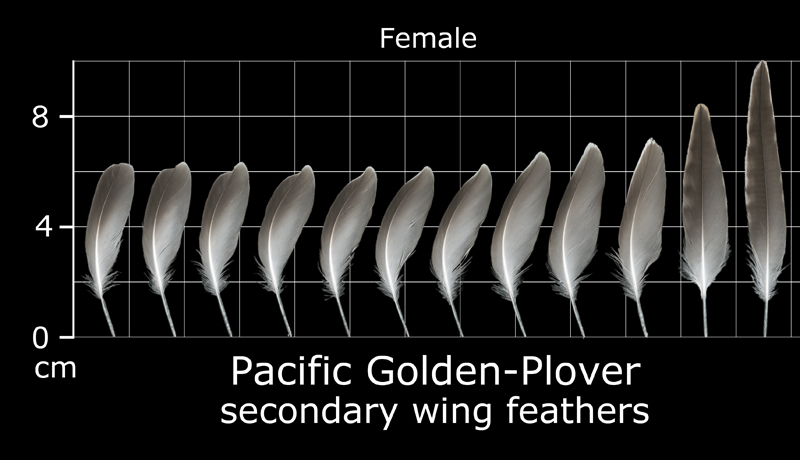 The Feather Atlas - Feather Identification and Scans - U.S. Fish and ...