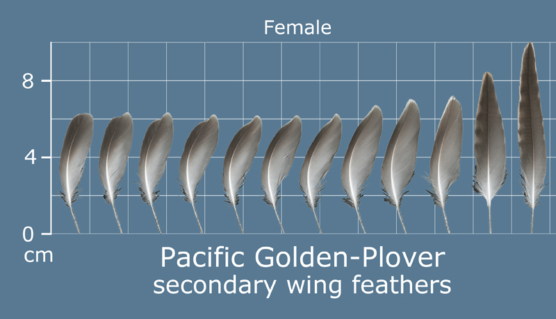 The Feather Atlas - Feather Identification and Scans - U.S. Fish and ...