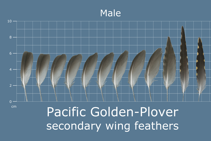 The Feather Atlas - Feather Identification and Scans - U.S. Fish and ...