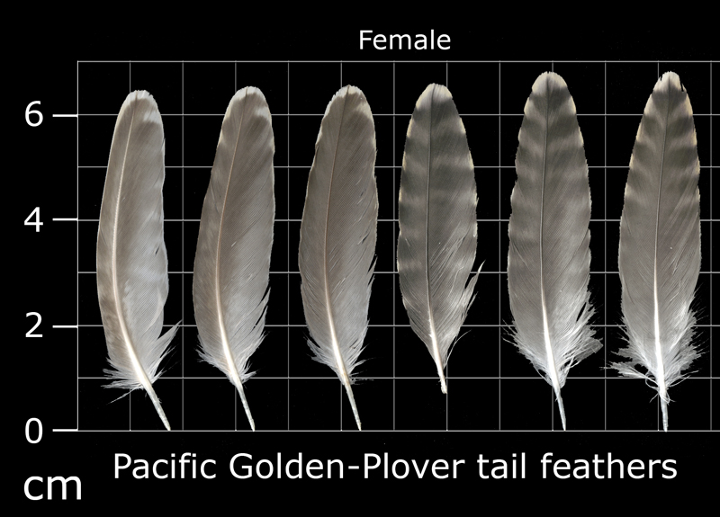 The Feather Atlas - Feather Identification and Scans - U.S. Fish and ...