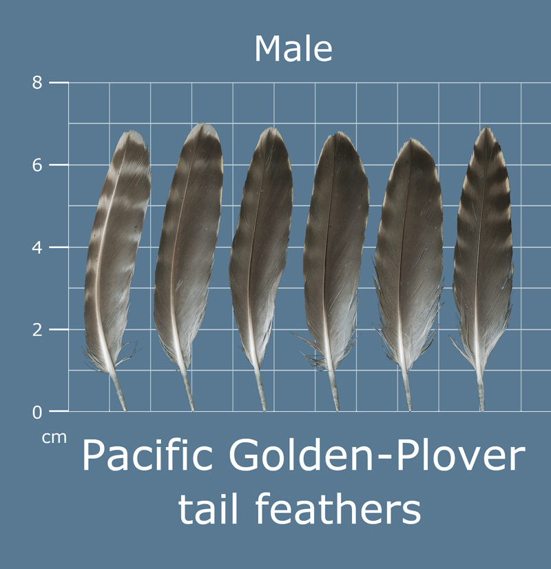 The Feather Atlas - Feather Identification and Scans - U.S. Fish and ...