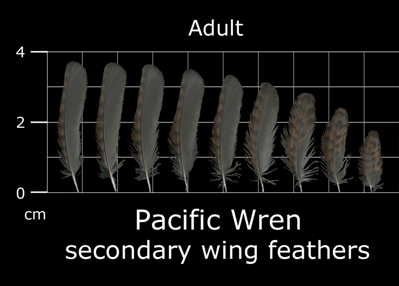 The Feather Atlas - Feather Identification and Scans - U.S. Fish and ...