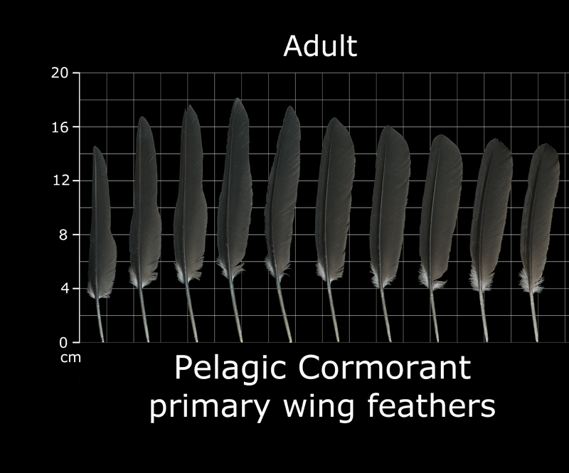 The Feather Atlas - Feather Identification and Scans - U.S. Fish and ...