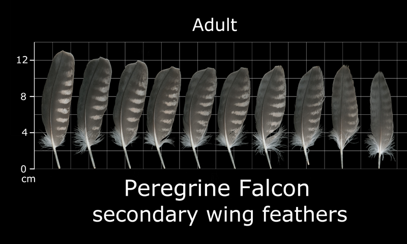 The Feather Atlas - Feather Identification and Scans - U.S. Fish and ...