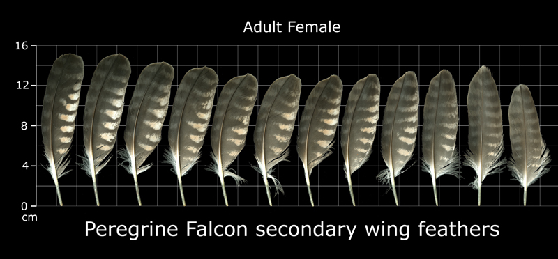 The Feather Atlas - Feather Identification and Scans - U.S. Fish and ...