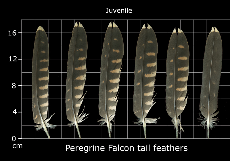 Peregrine Falcon Feathers