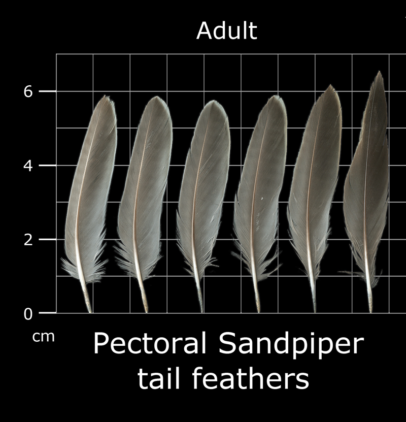 The Feather Atlas - Feather Identification and Scans - U.S. Fish and ...