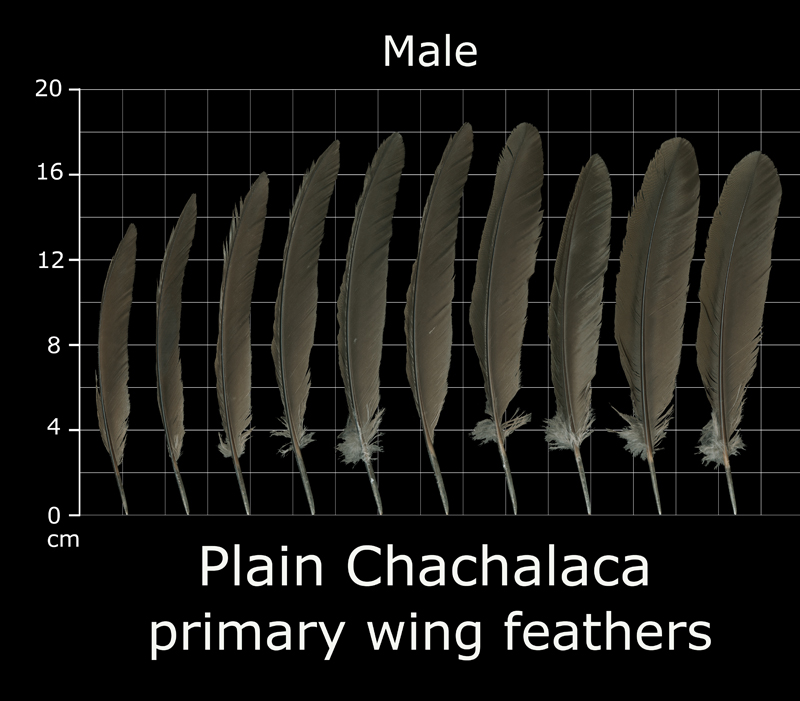 The Feather Atlas - Feather Identification and Scans - U.S. Fish and ...