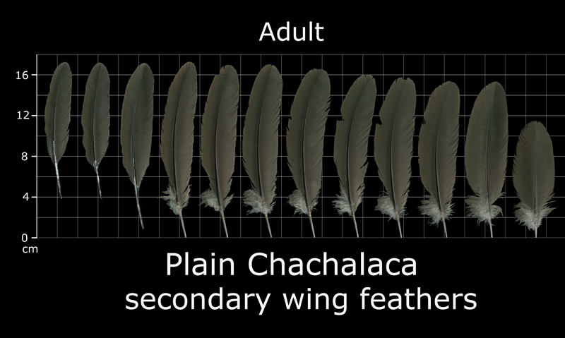 The Feather Atlas - Feather Identification and Scans - U.S. Fish and ...