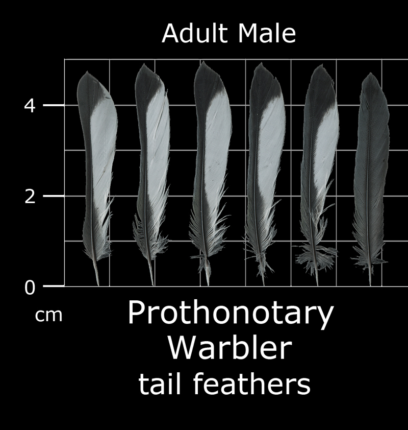 The Feather Atlas - Feather Identification and Scans - U.S. Fish and ...