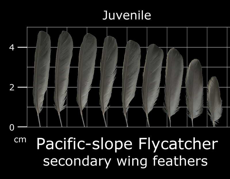 The Feather Atlas - Feather Identification and Scans - U.S. Fish and ...