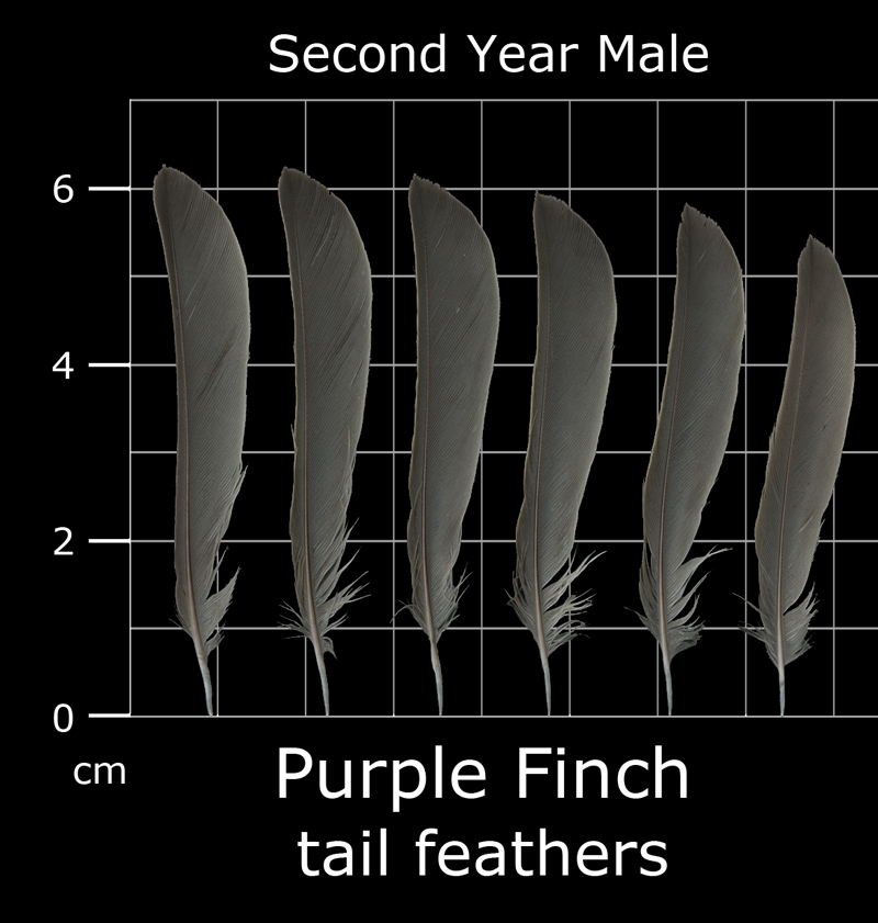 The Feather Atlas - Feather Identification and Scans - U.S. Fish and ...