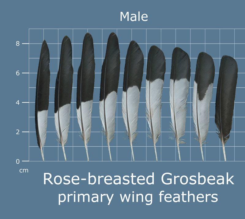 The Feather Atlas - Feather Identification and Scans - U.S. Fish and ...