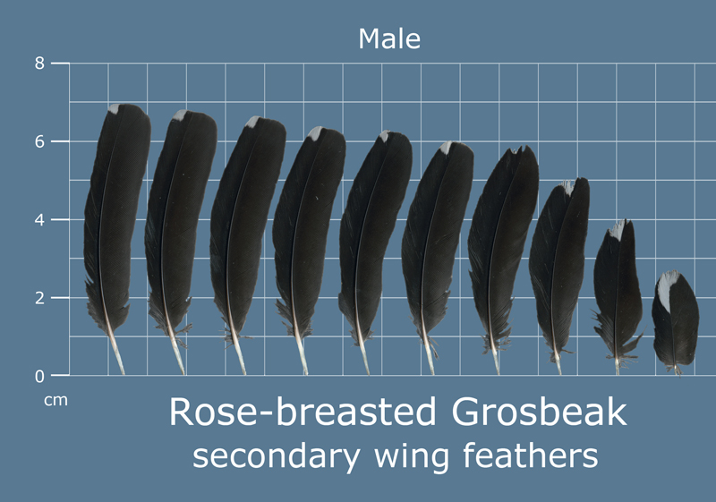 The Feather Atlas - Feather Identification and Scans - U.S. Fish and ...
