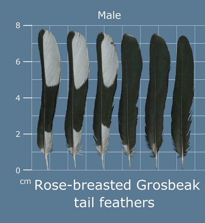 The Feather Atlas - Feather Identification and Scans - U.S. Fish and ...