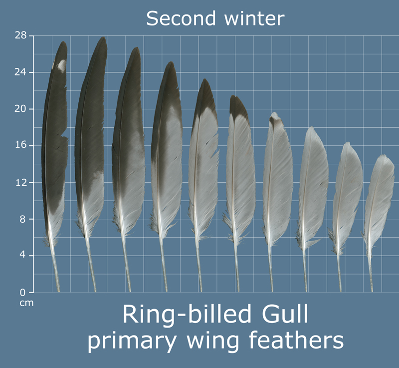 The Feather Atlas - Feather Identification and Scans - U.S. Fish and ...