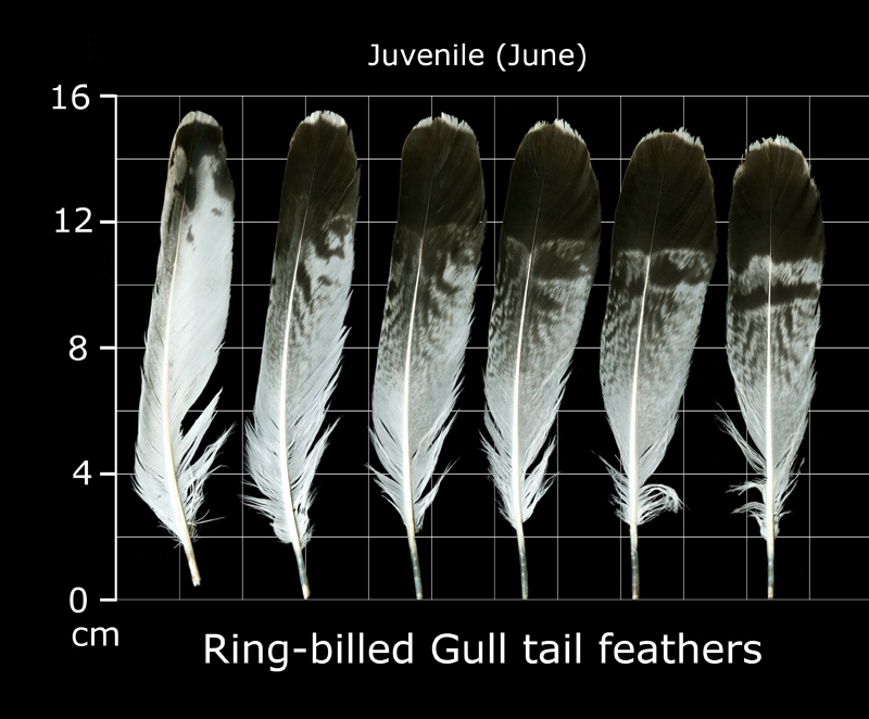 The Feather Atlas - Feather Identification and Scans - U.S. Fish and ...