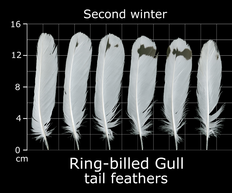 The Feather Atlas - Feather Identification and Scans - U.S. Fish and ...