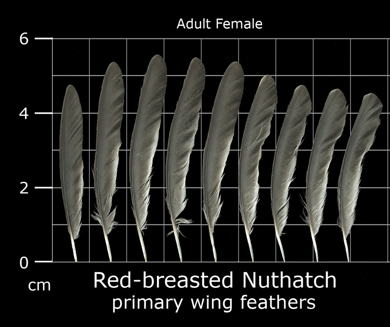 The Feather Atlas - Feather Identification and Scans - U.S. Fish and ...