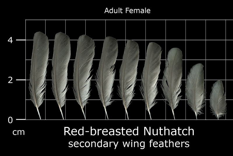 The Feather Atlas - Feather Identification and Scans - U.S. Fish and ...