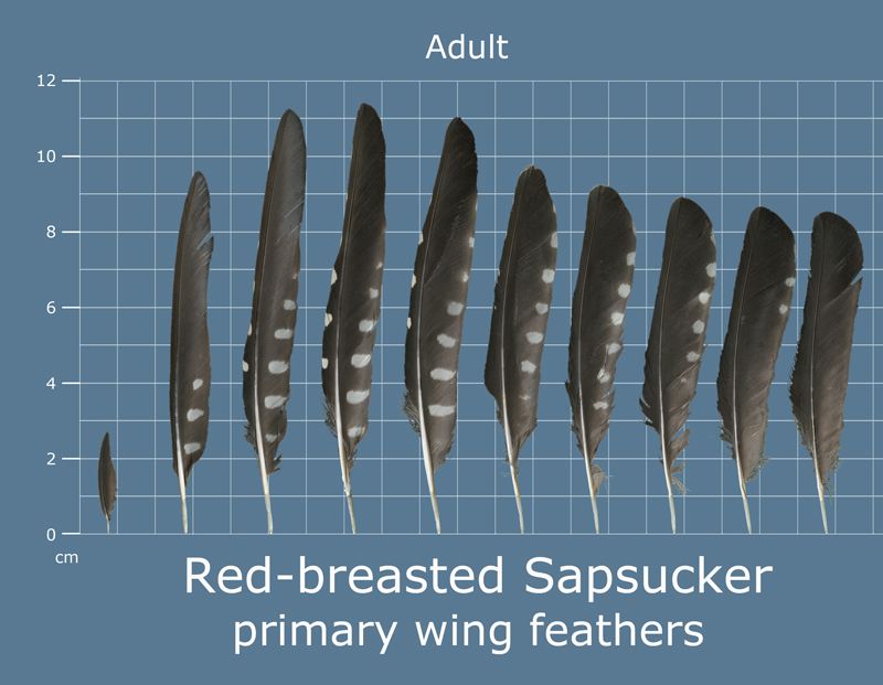 The Feather Atlas - Feather Identification and Scans - U.S. Fish and ...