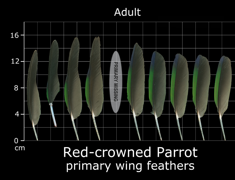 The Feather Atlas - Feather Identification and Scans - U.S. Fish and ...