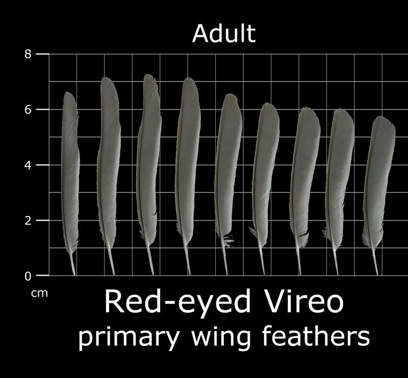 The Feather Atlas - Feather Identification and Scans - U.S. Fish and ...