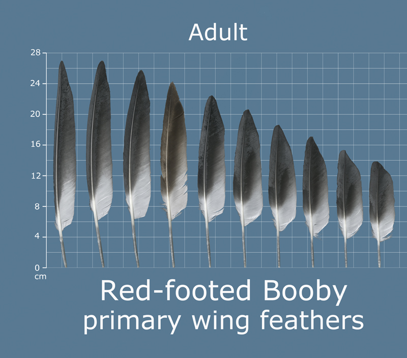 The Feather Atlas - Feather Identification and Scans - U.S. Fish and ...