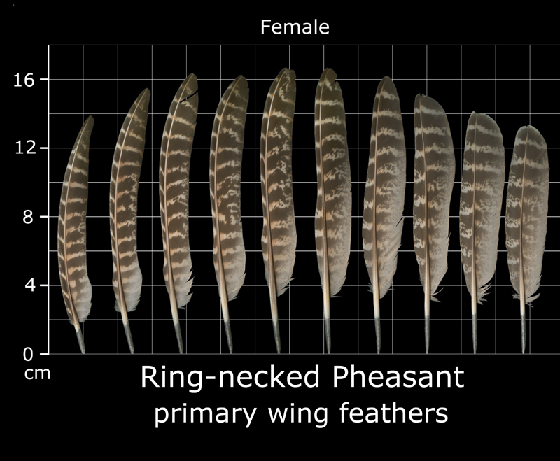 The Feather Atlas - Feather Identification and Scans - U.S. Fish and ...