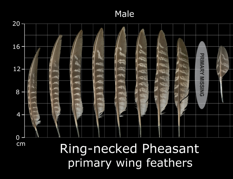 The Feather Atlas - Feather Identification and Scans - U.S. Fish and ...
